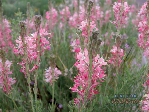 Lone Star Wildflowers
