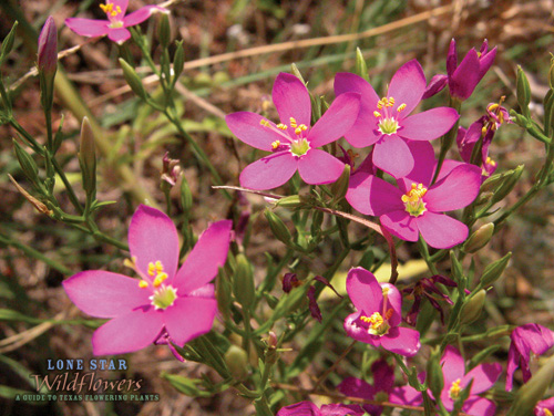 Lone Star Wildflowers