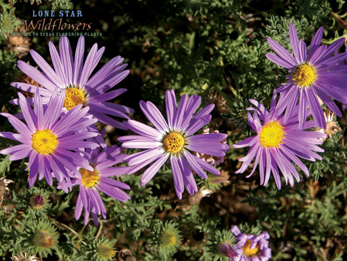 Lone Star Wildflowers
