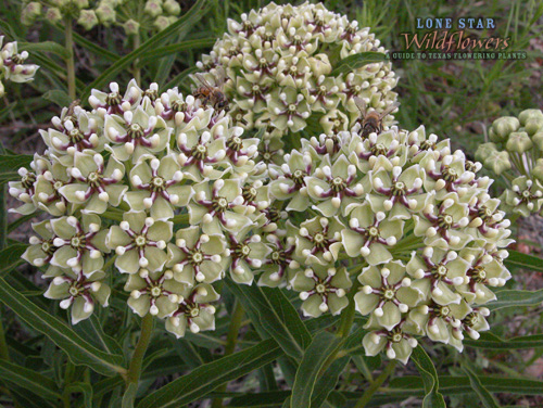 Lone Star Wildflowers