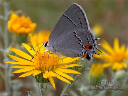 Lone Star Wildflowers