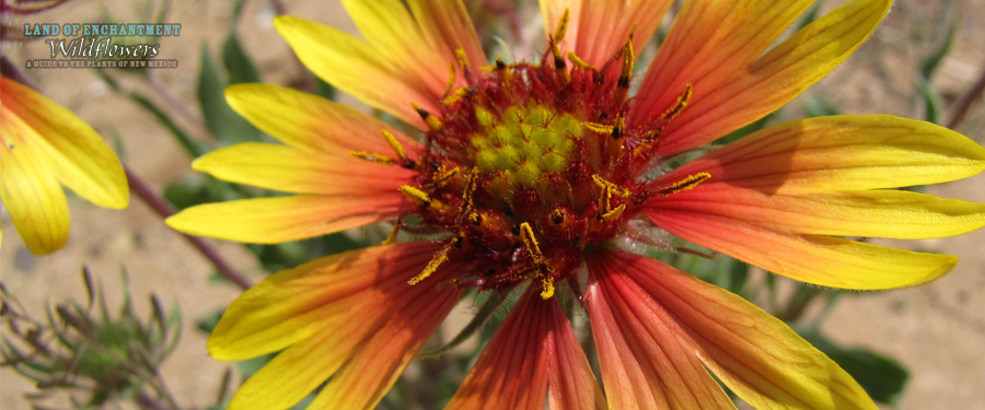 Lone Star Wildflowers