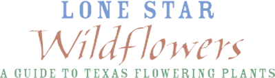 Lone Star Wildflowers